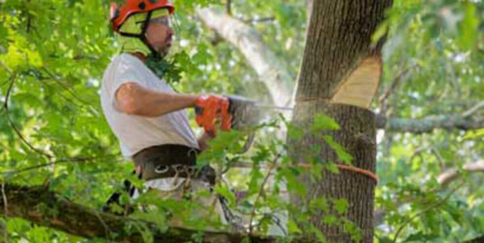How Bad Pruning Cuts Hurt Trees | Pruning Mistakes to Avoid
