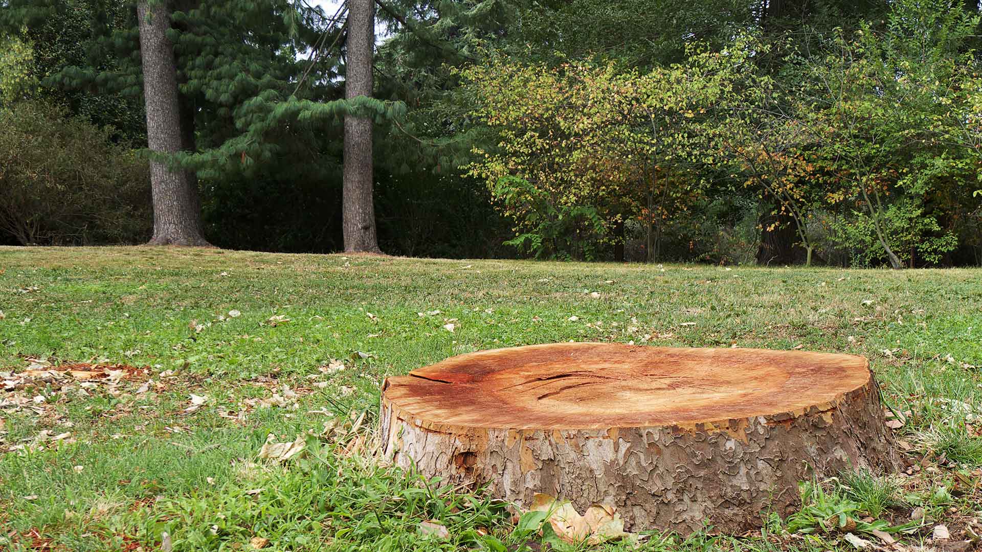 Stump Grinding VS Stump Removal - Which One is Better? - Tree Keepers LLC