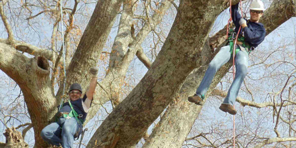Can Cutting Branches Kill Trees? How Bad Pruning Harms Trees