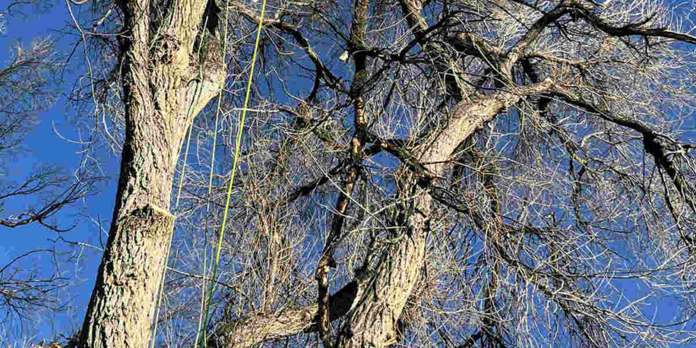 Overgrown Tree: Proper Pruning & Trimming Guide by Experts
