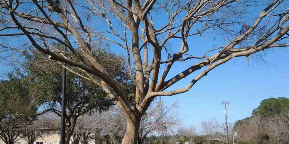 The Worst Tree-Eating Bugs in Co | Tree-Killing Insects
