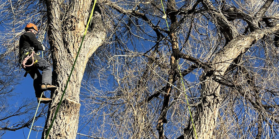 6 Tree Pruning Tools and How Professionals Use Them