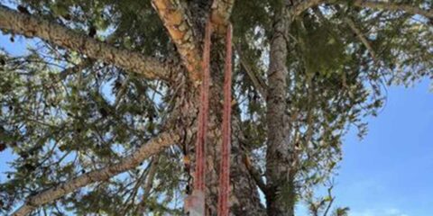 What Causes Bark to Fall Off Trees? | Tree Bark Shedding