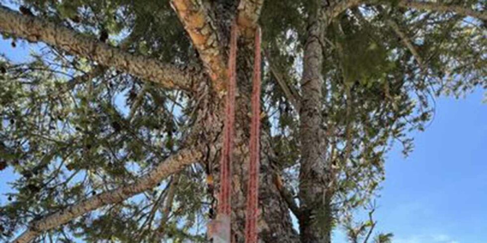 What Causes Bark to Fall Off Trees? | Tree Bark Shedding